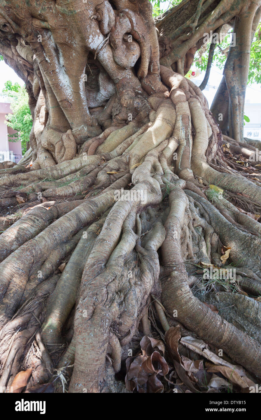 Ficus superba tree hi-res stock photography and images - Alamy