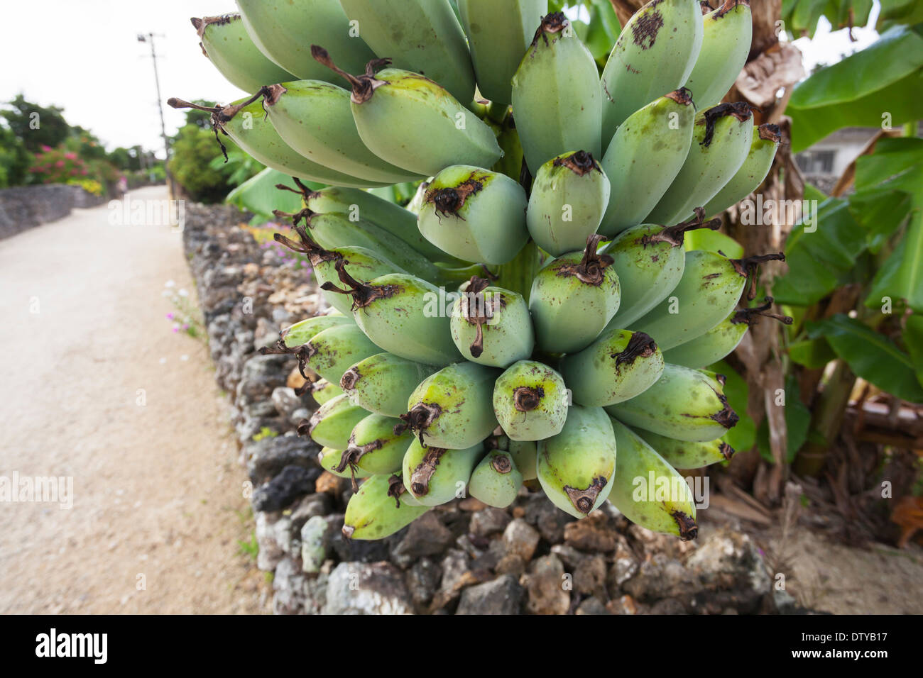 Okinawa fruit hi-res stock photography and images - Alamy