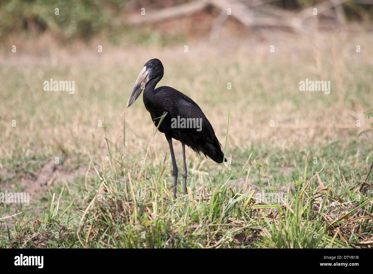 African open-billed stork in Uganda Stock Photo - Alamy