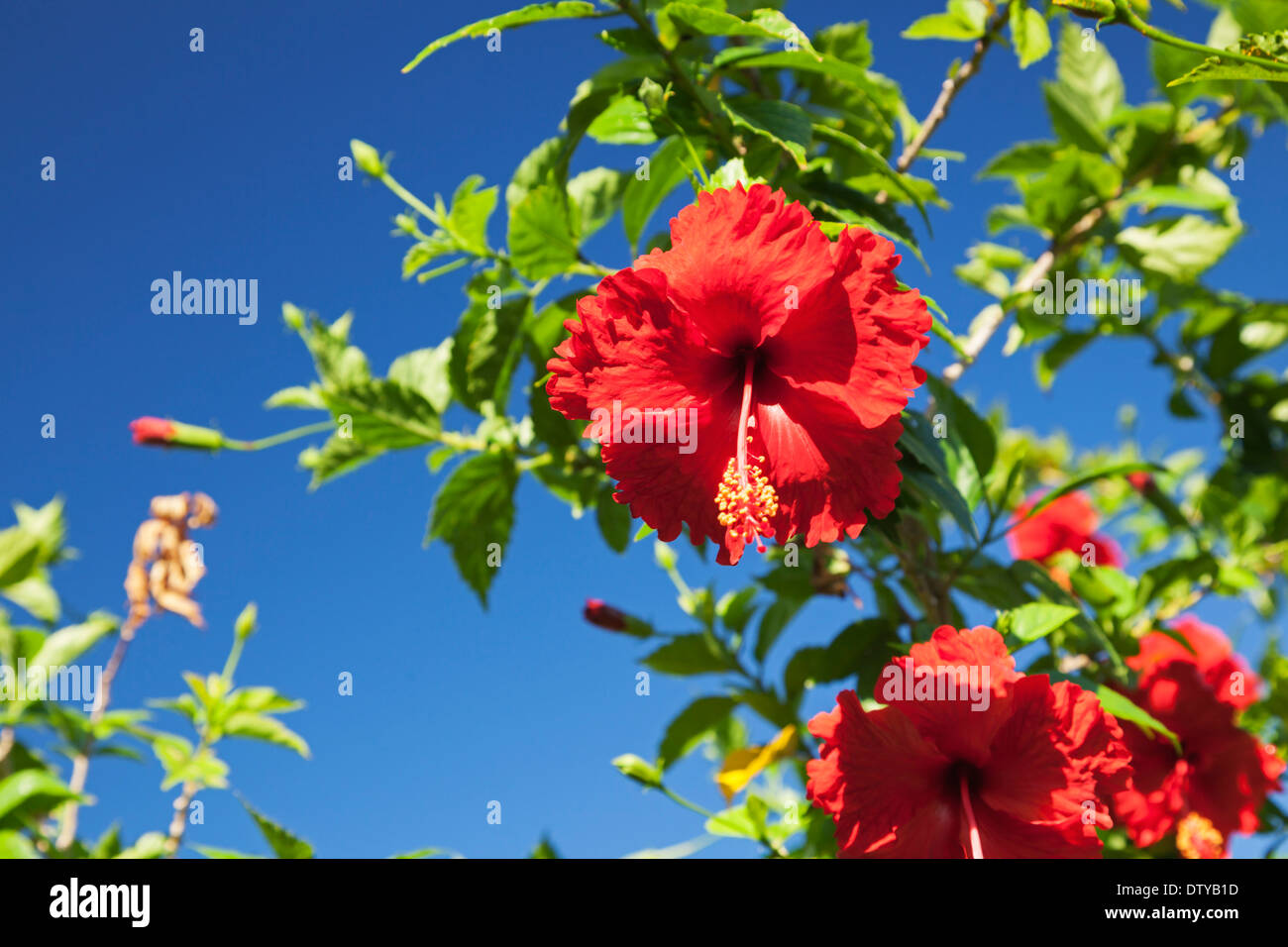 Red hibiscus flower okinawa japan hi-res stock photography and images ...