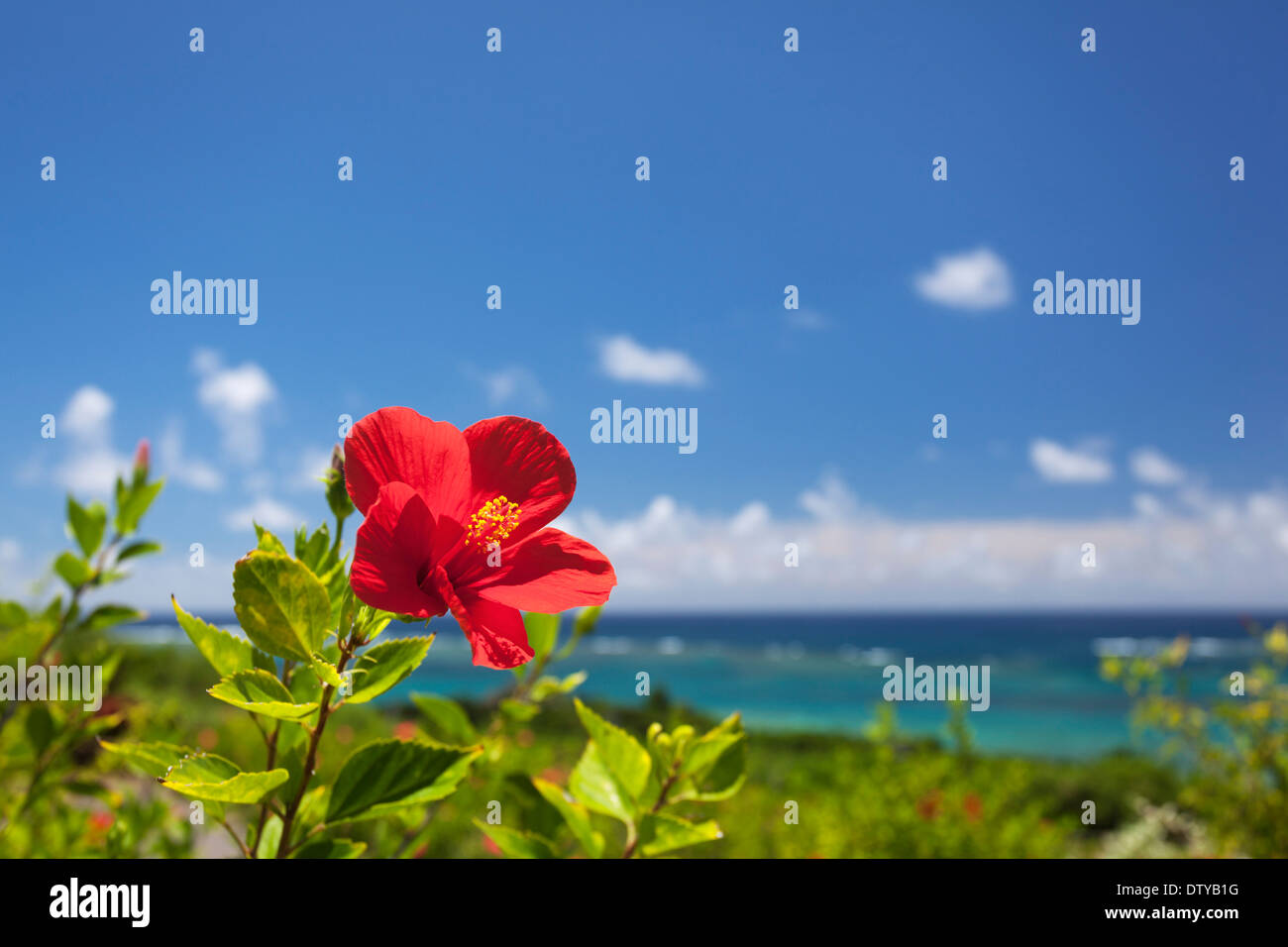 Red hibiscus flower okinawa japan hi-res stock photography and images ...