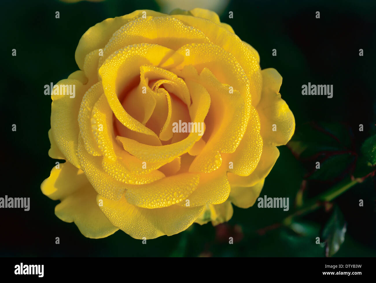 Yellow rose rosa dew drops hi-res stock photography and images - Alamy