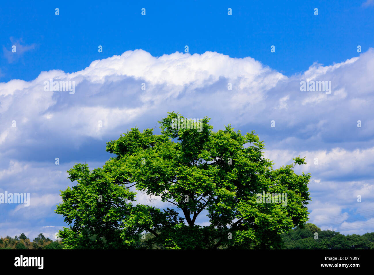 Tree and sky Stock Photo - Alamy