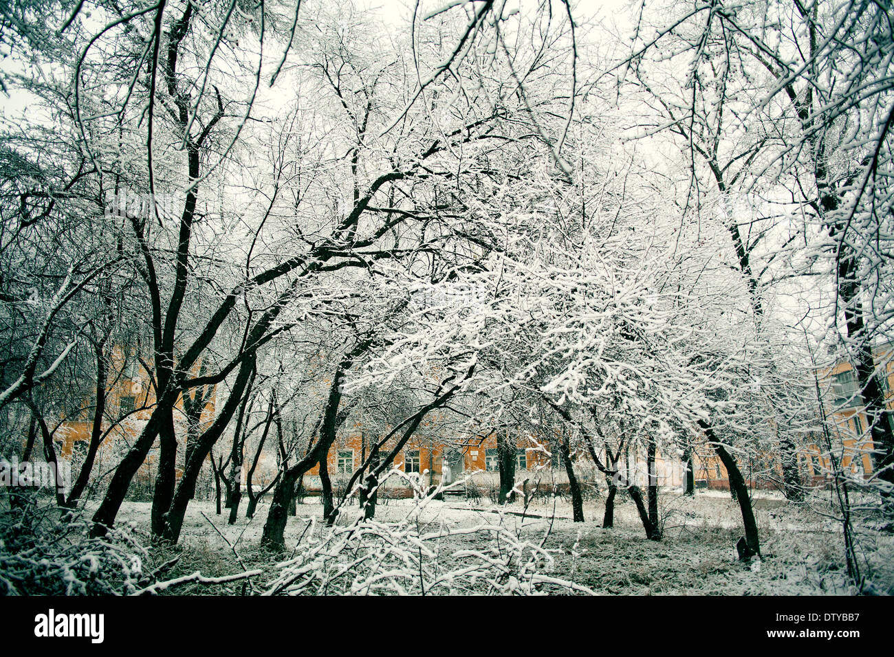 Snow covered trees in urban park Stock Photo - Alamy