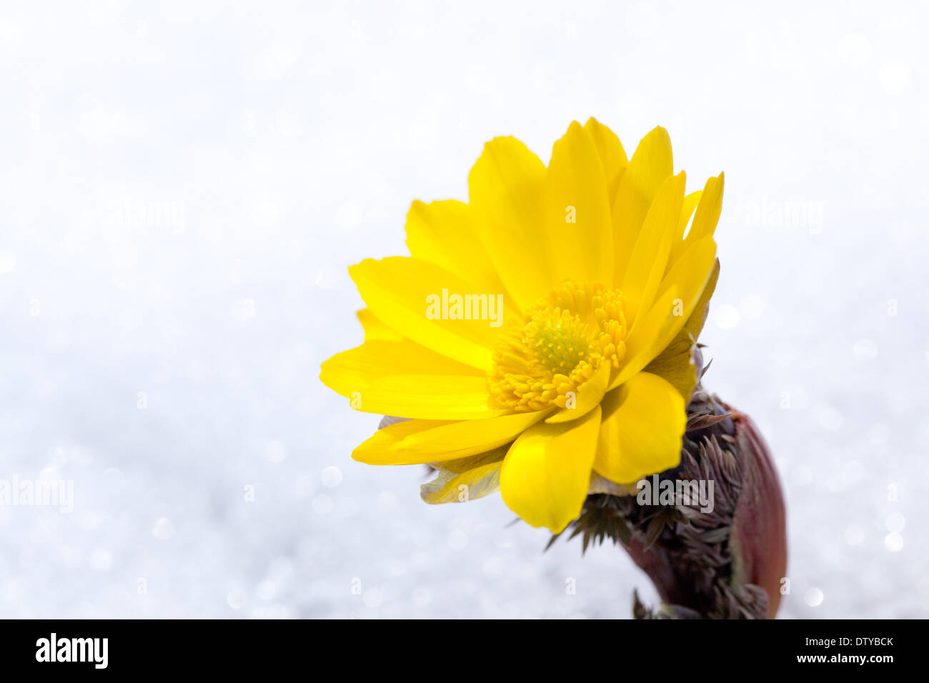Adonis amurensis hi-res stock photography and images - Alamy