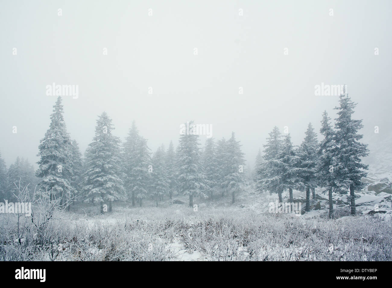 Snowy beauty hi-res stock photography and images - Alamy