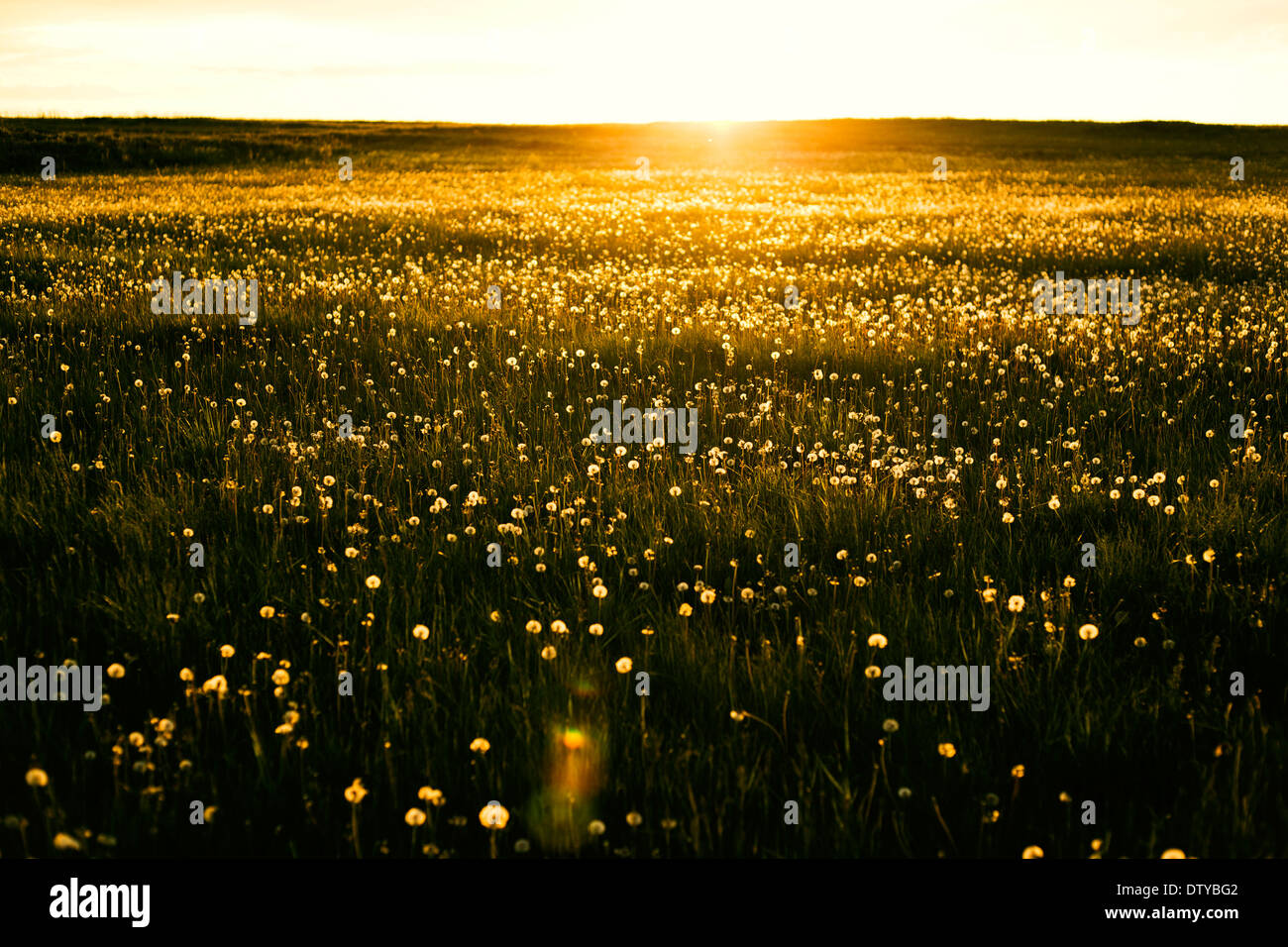 Sun rising over field of flowers Stock Photo - Alamy