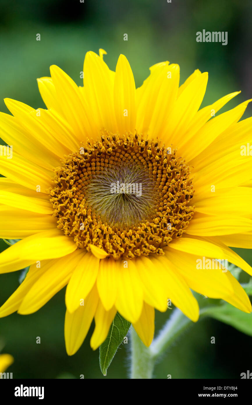 Inflorescence (capitulum) hi-res stock photography and images - Alamy