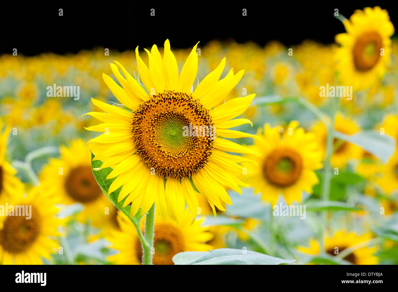 Inflorescence (capitulum) hi-res stock photography and images - Alamy