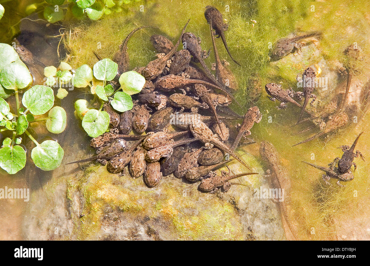 Tadpole in a water pool Stock Photo - Alamy