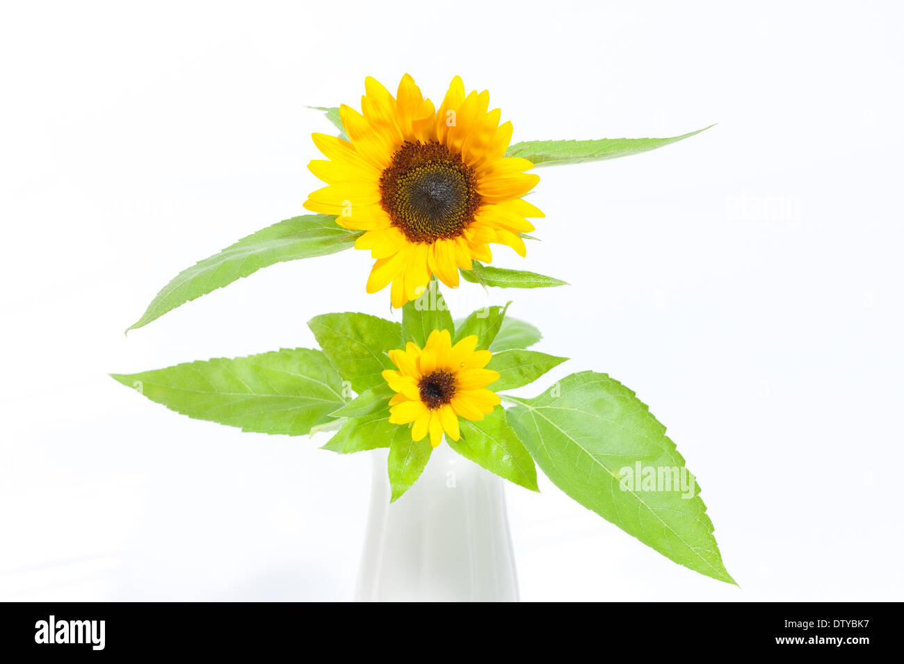 Small size sunflower hi-res stock photography and images - Alamy