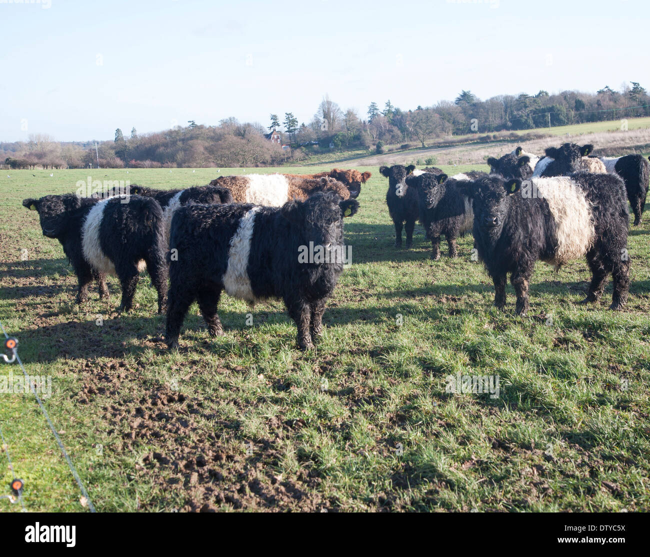 Rare breed Belted Galloway beef cattle herd at Lux farm, Kesgrave ...