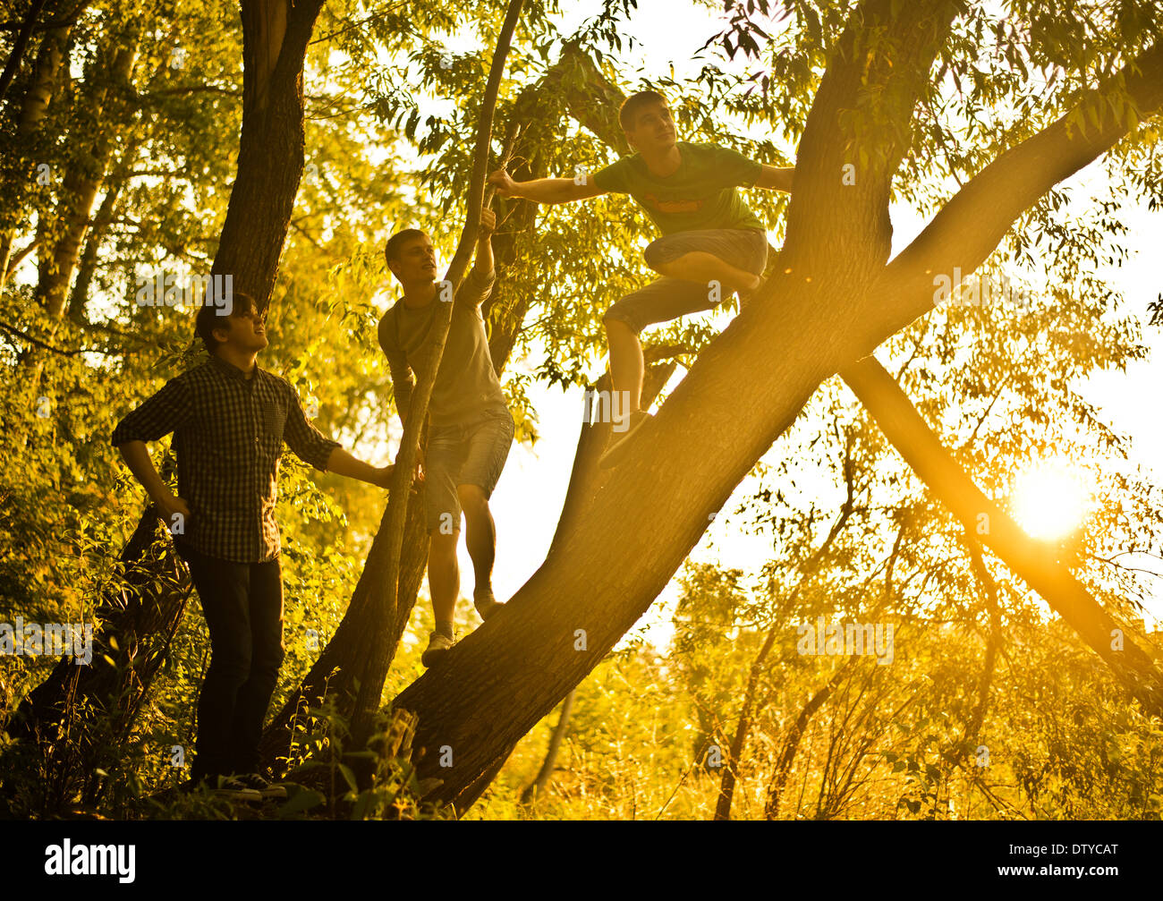 Guy climbing tree hi-res stock photography and images - Alamy