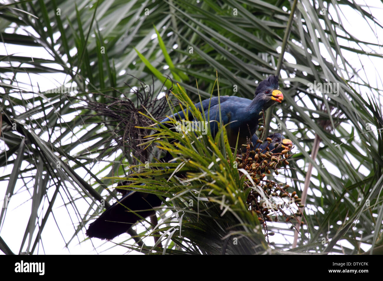 Great blue turacos eating fruit in Uganda Stock Photo - Alamy