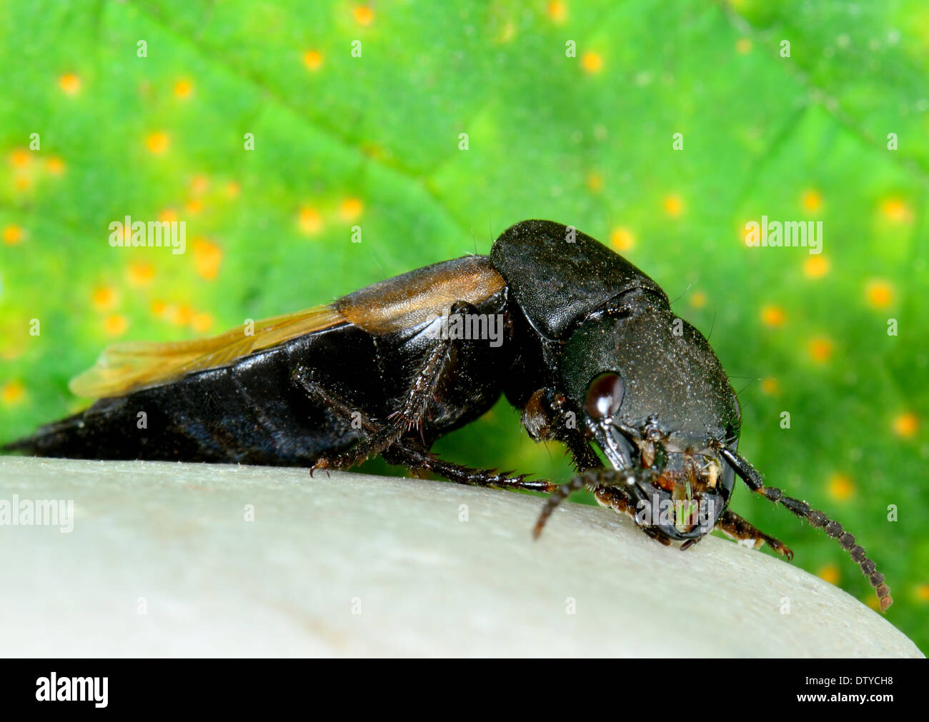 Close up of a Devil's coach horse beetle,Staphylinus olens Stock Photo ...