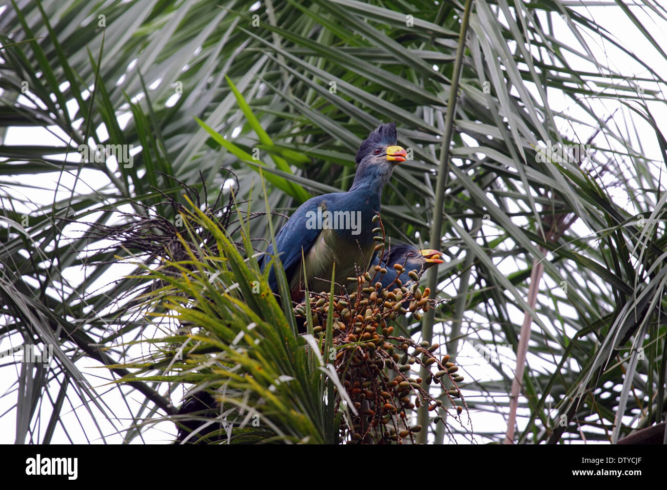 Great blue turaco corythaeola cristata hi-res stock photography and ...