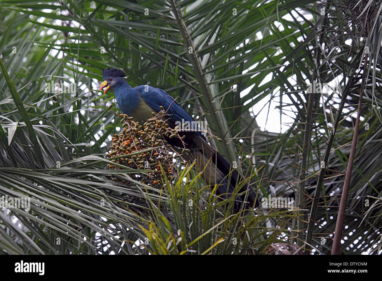 Great blue turaco in Uganda Stock Photo - Alamy