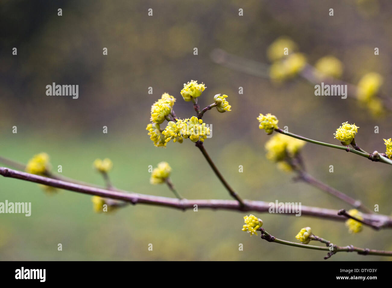 Cornus officinalis blossom Stock Photo - Alamy
