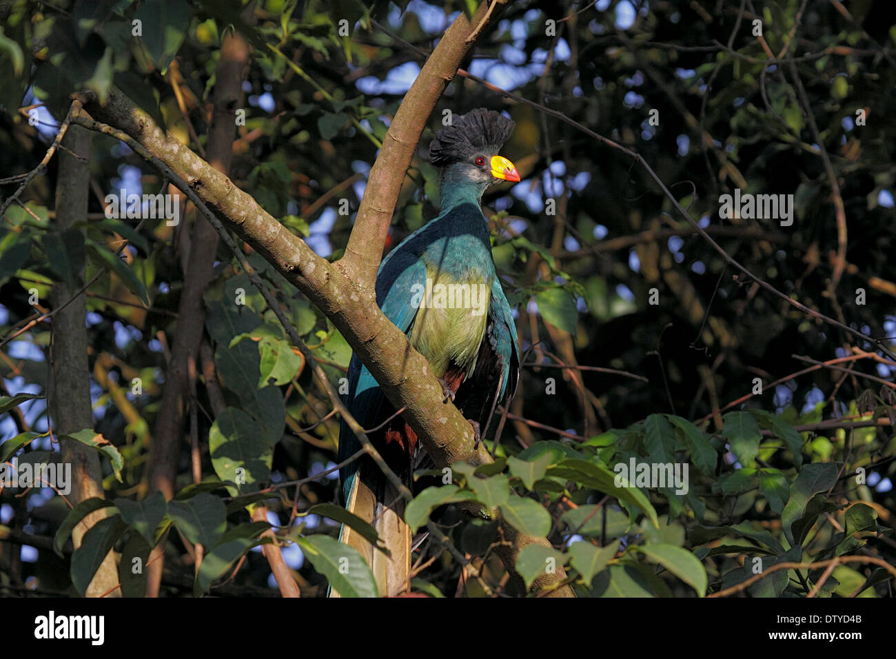 Great blue turaco in Uganda Stock Photo - Alamy
