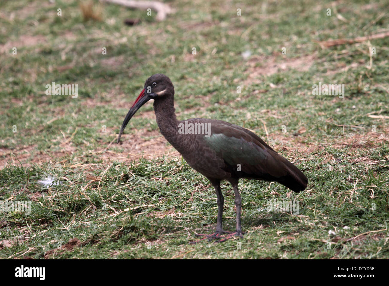 Hadada ibises bostrychia hagedash hi-res stock photography and images ...