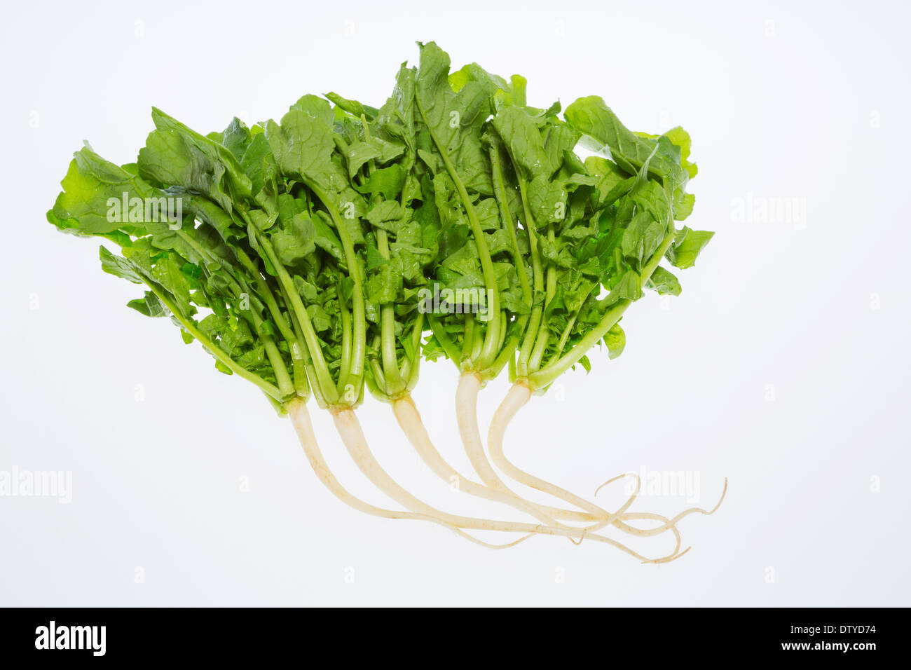 Root of neck hi-res stock photography and images - Alamy