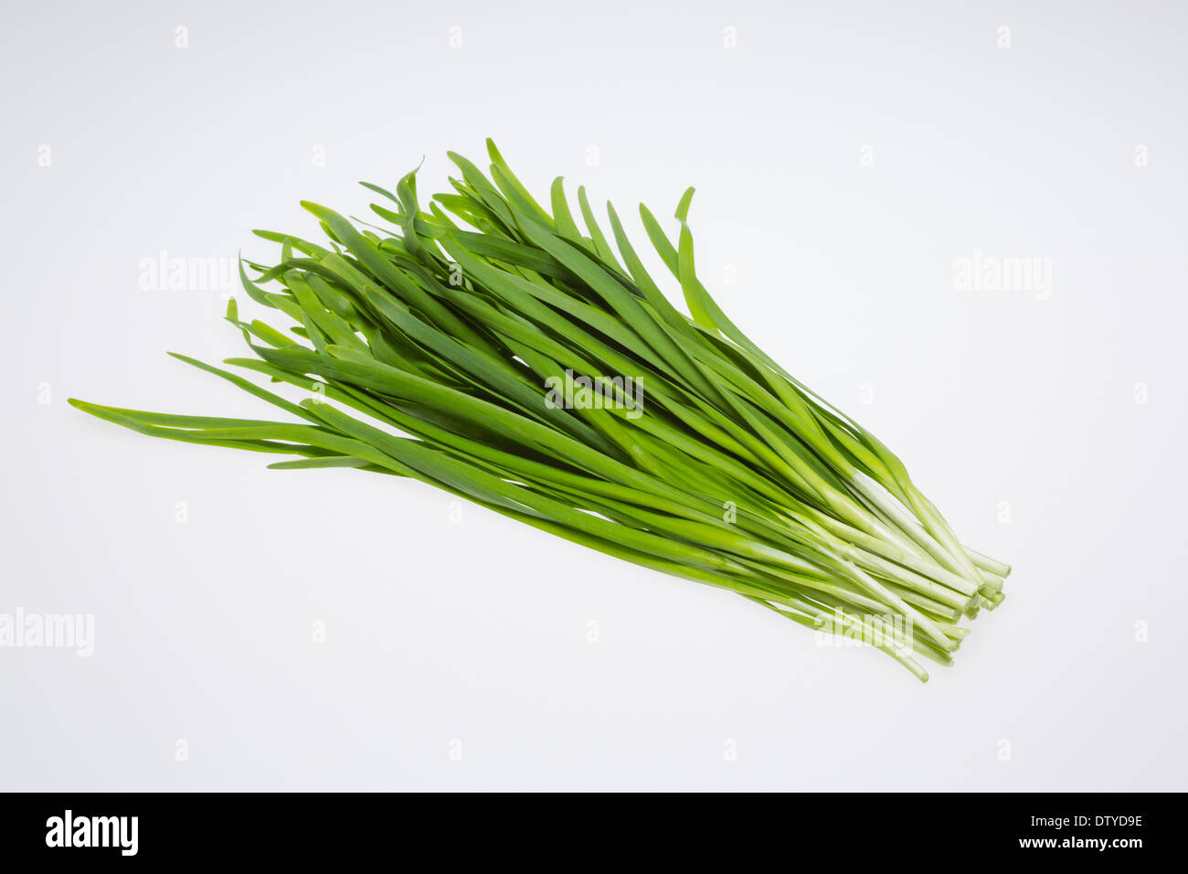 Chinese chive allium tuberosum hi-res stock photography and images - Alamy