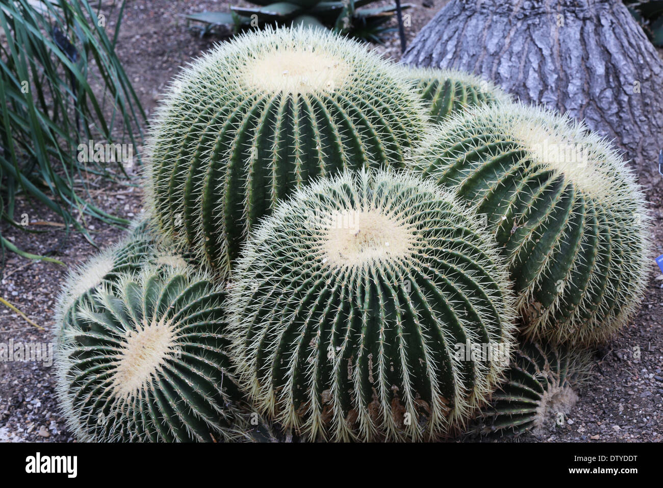 London uk cactus hi-res stock photography and images - Alamy