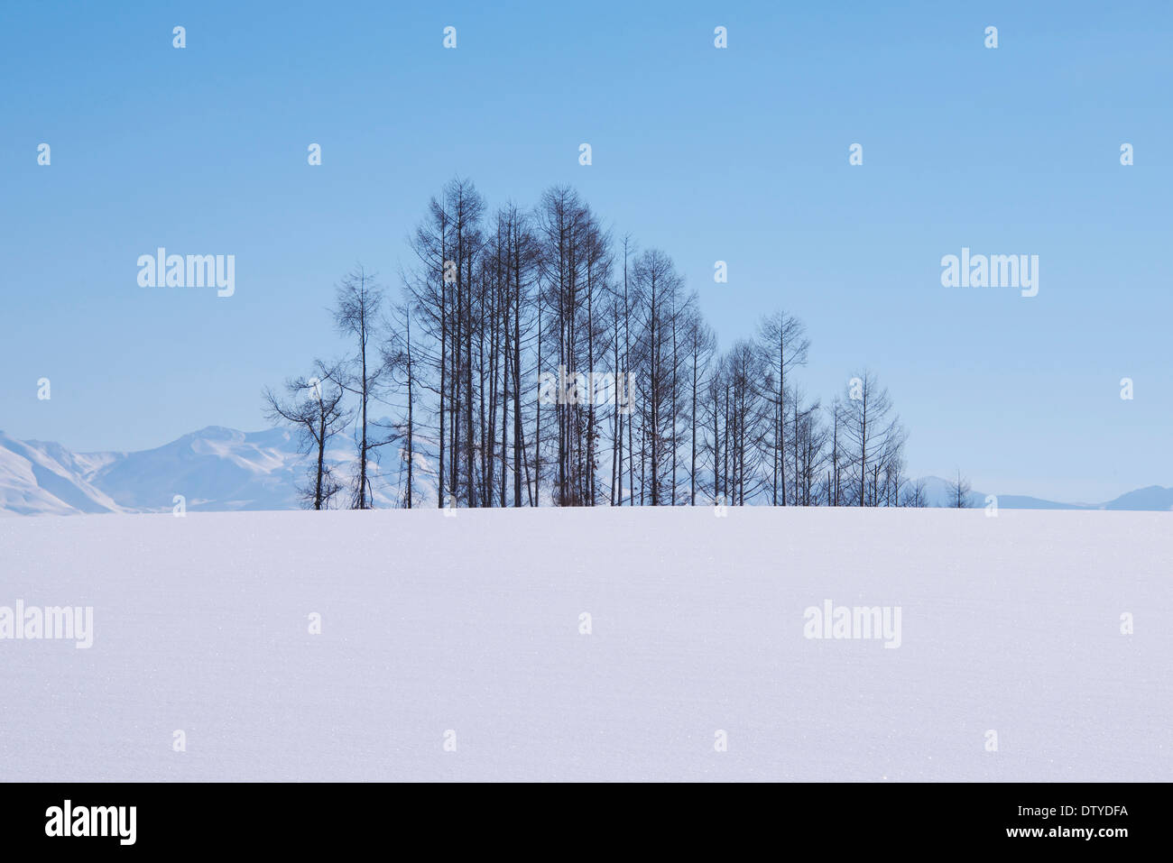 Snow in Hokkaido, Japan Stock Photo - Alamy