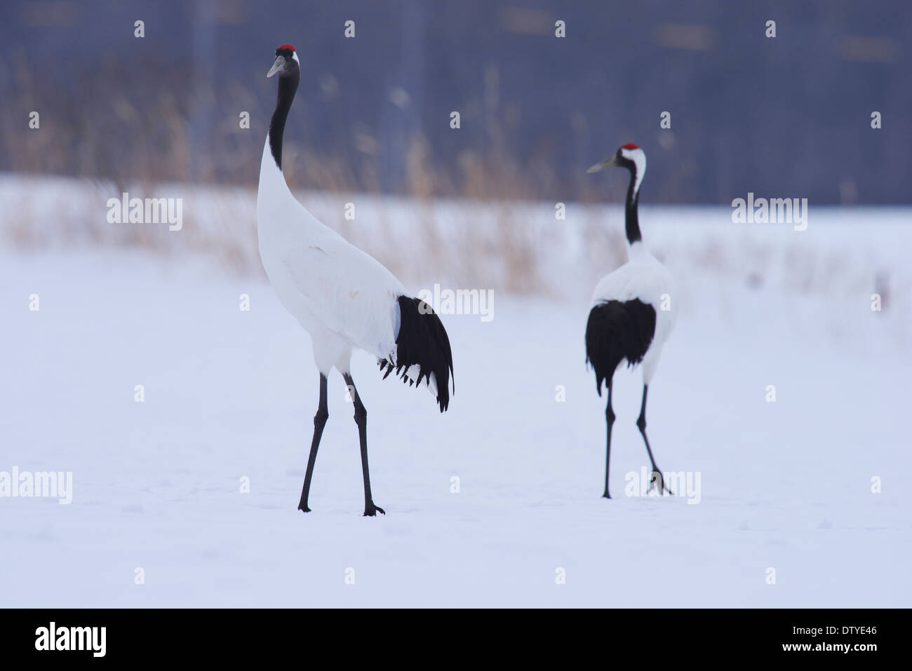 Japanese cranes, Hokkaido Stock Photo - Alamy