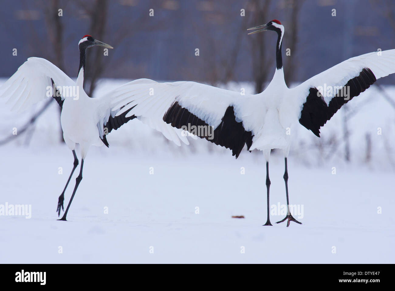 Japanese cranes, Hokkaido Stock Photo - Alamy