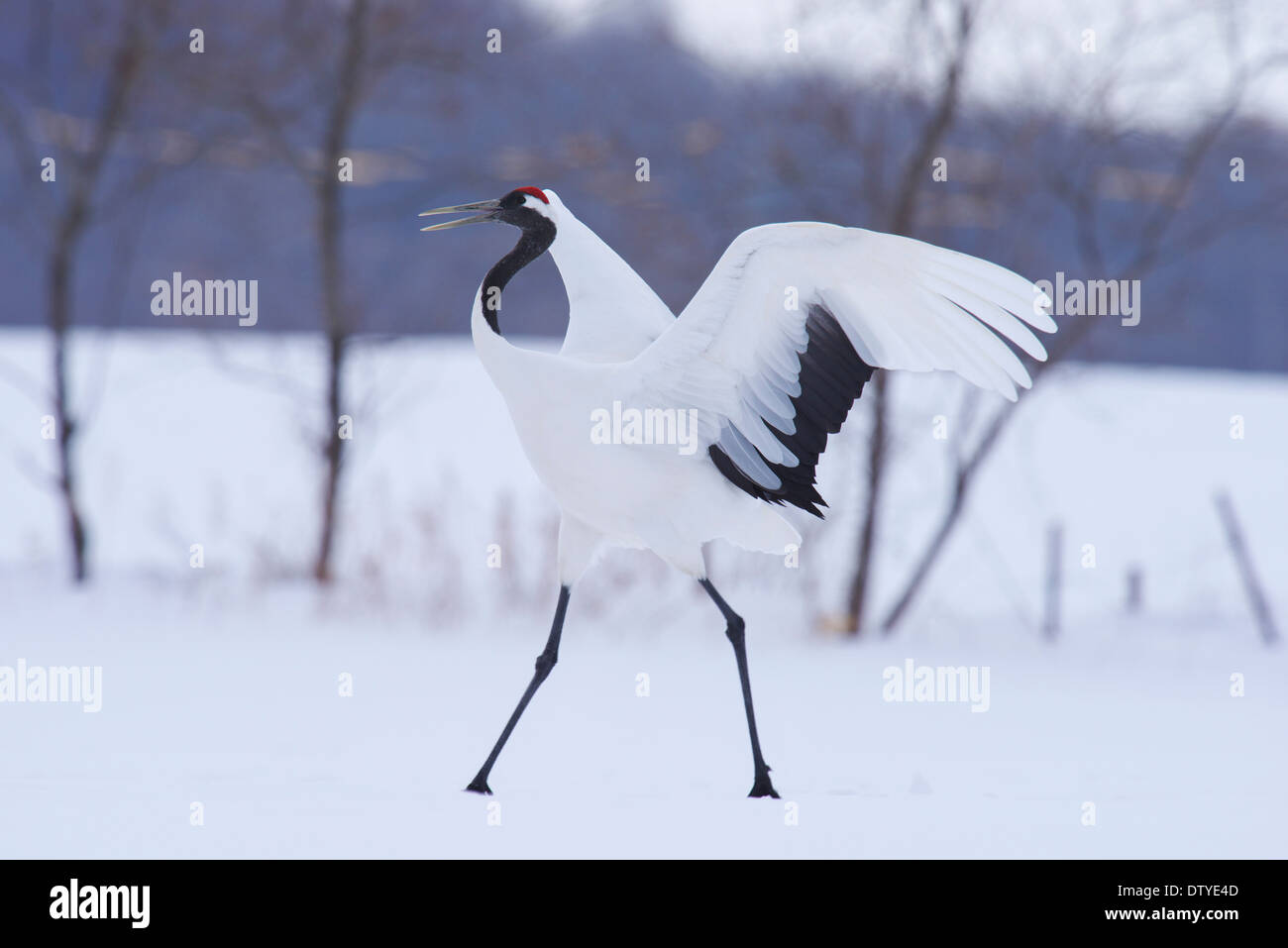 Japanese cranes, Hokkaido Stock Photo - Alamy