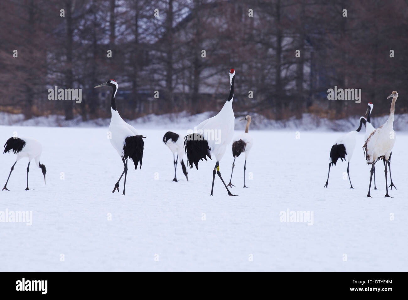 Japanese cranes, Hokkaido Stock Photo - Alamy