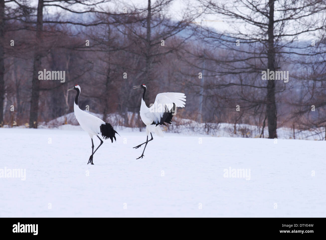 Tsurui ito crane sanctuary hi-res stock photography and images - Alamy