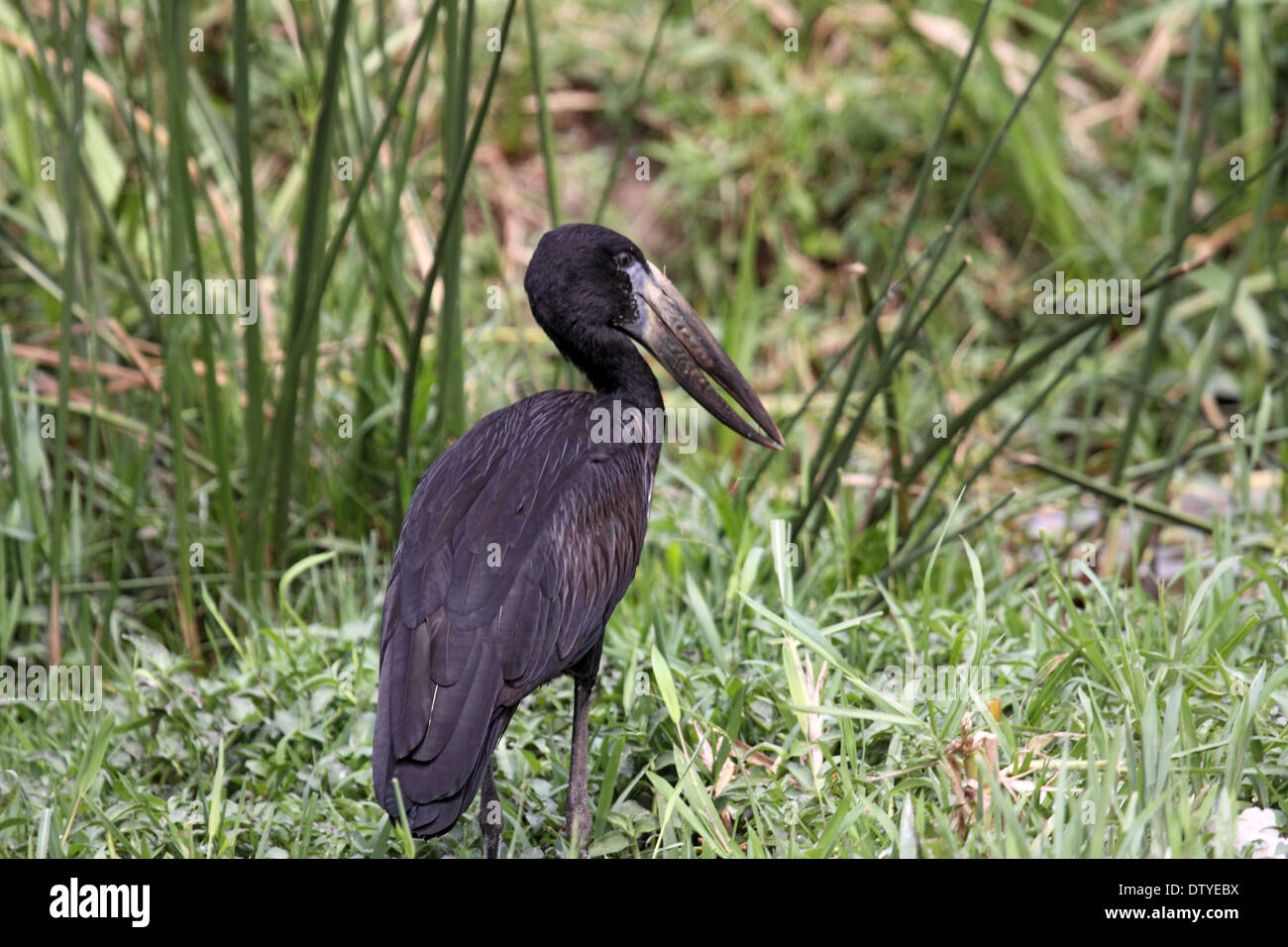 African open billed stork hi-res stock photography and images - Alamy
