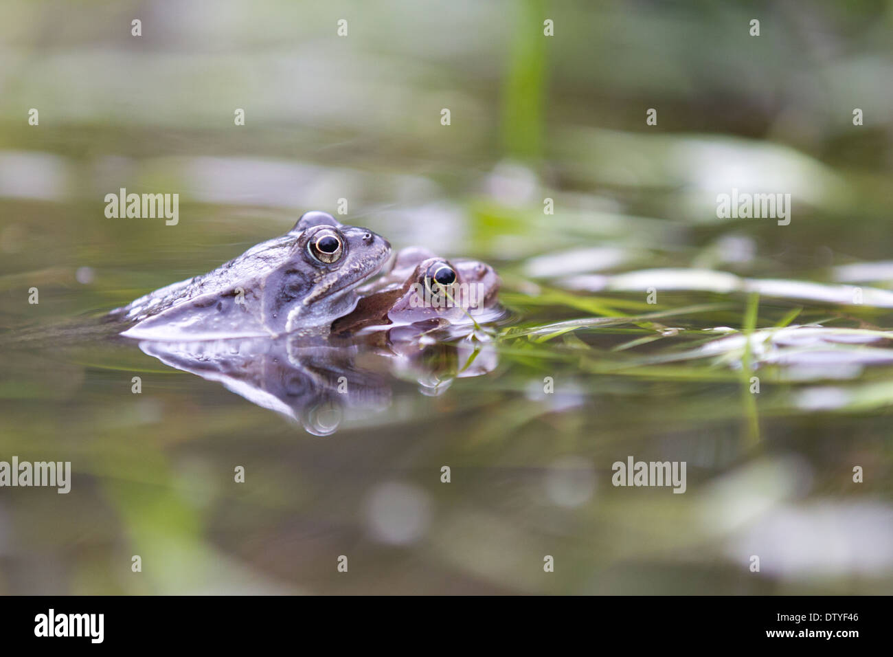 Spring frogs hi-res stock photography and images - Alamy