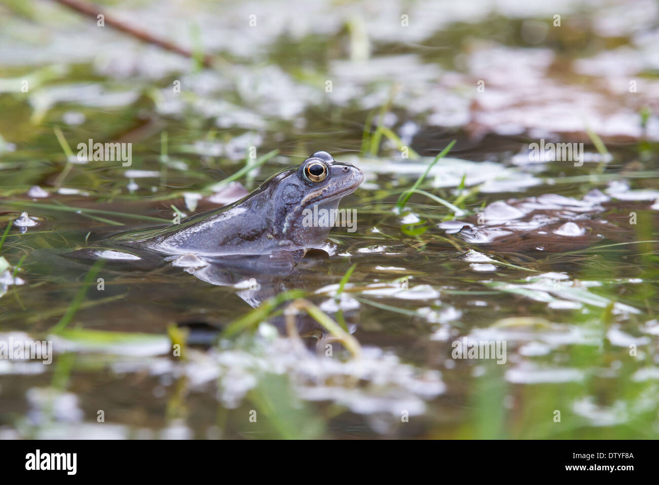 Spring pond hi-res stock photography and images - Alamy