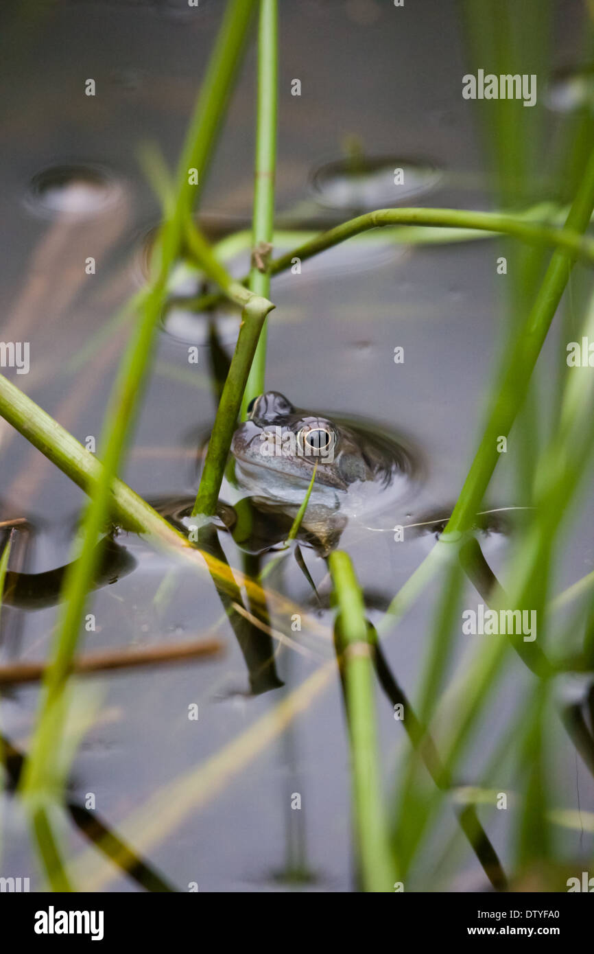 Spring frogs hi-res stock photography and images - Alamy