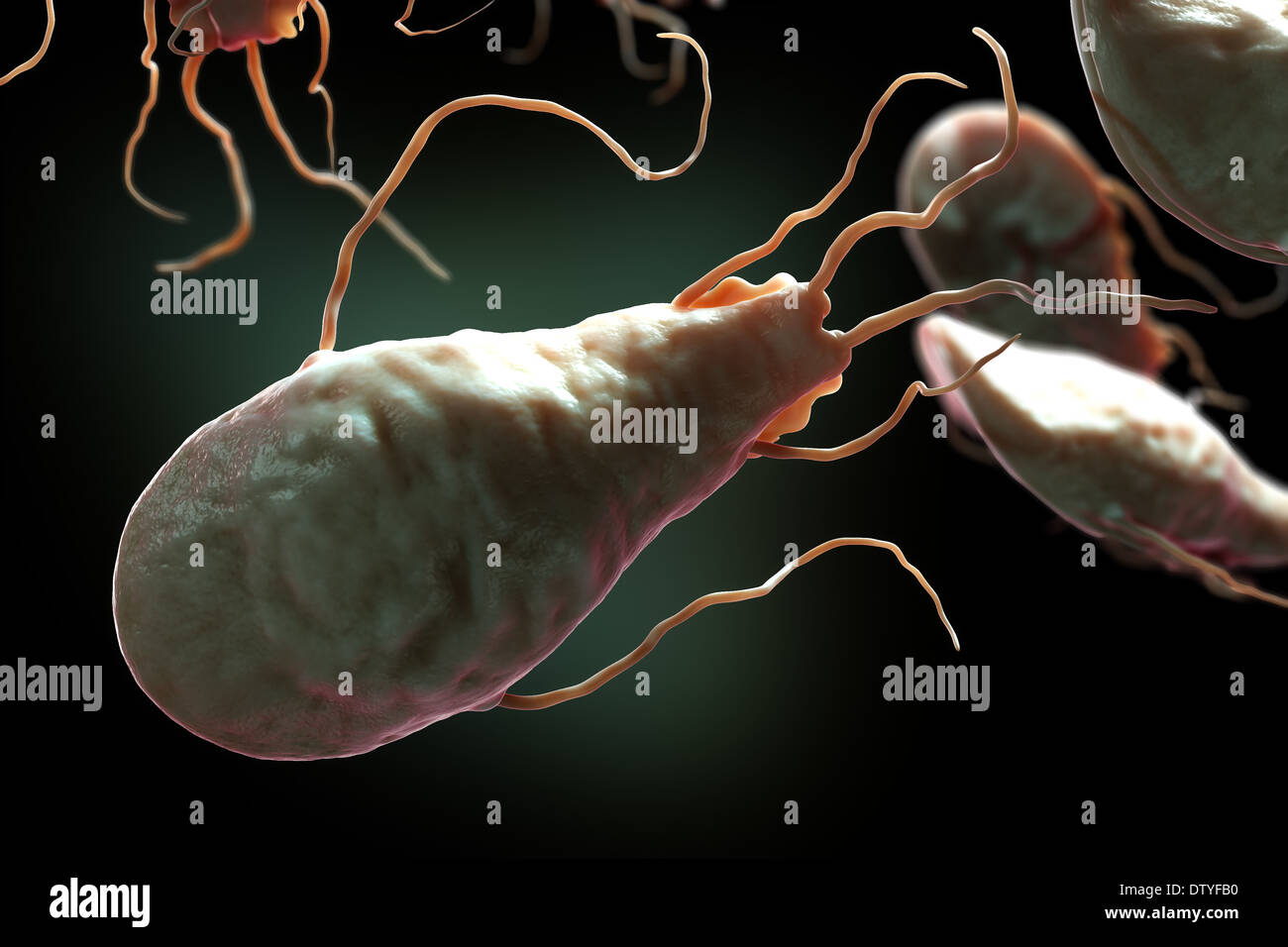 Trophozoite hi-res stock photography and images - Alamy