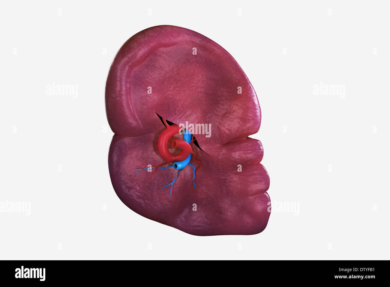 Human spleen hi-res stock photography and images - Alamy