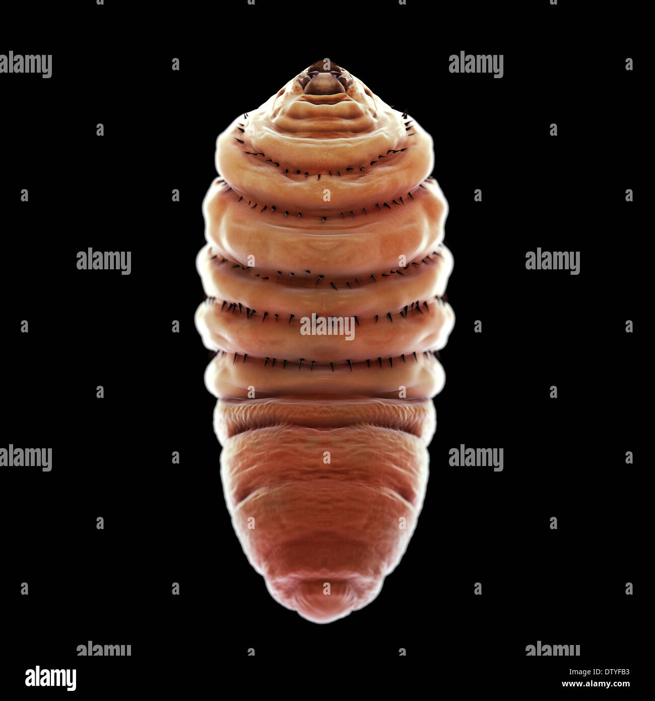 Bot Fly Larva Stock Photo, Royalty Free Image: 66987623 - Alamy