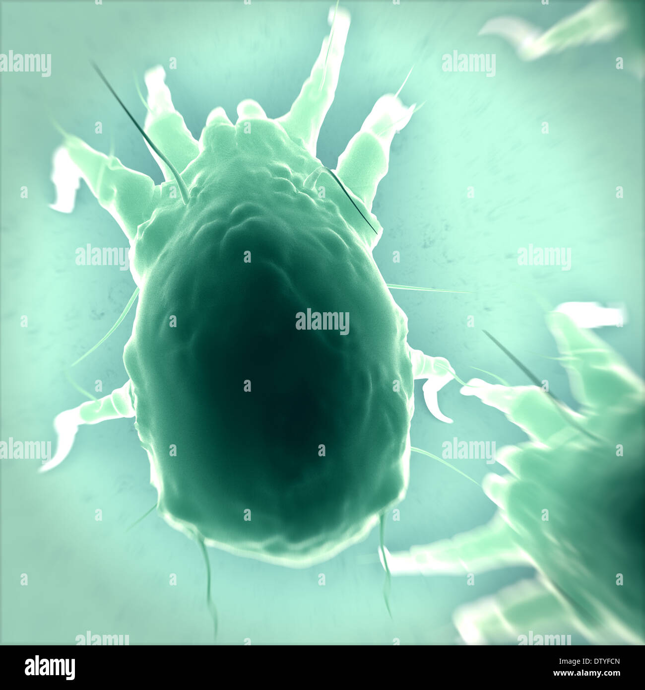 House Dust Mites High Resolution Stock Photography and Images - Alamy