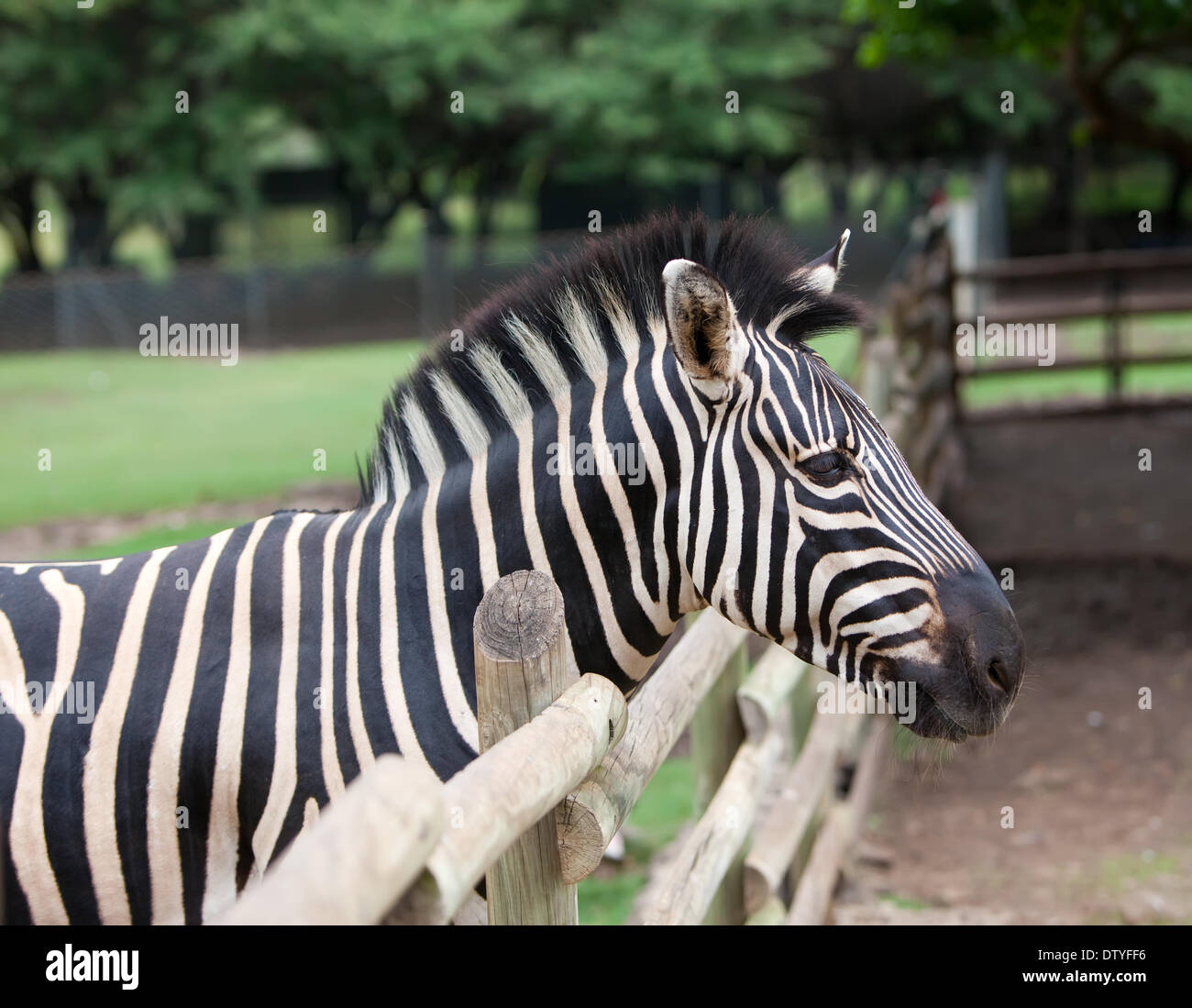 Savanna zebra hoof hi-res stock photography and images - Alamy