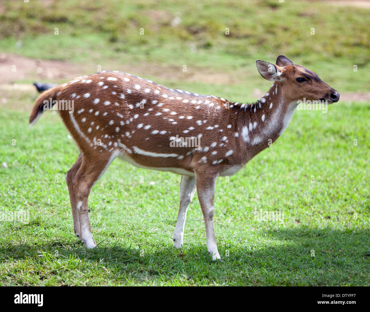 Small deer hi-res stock photography and images - Alamy