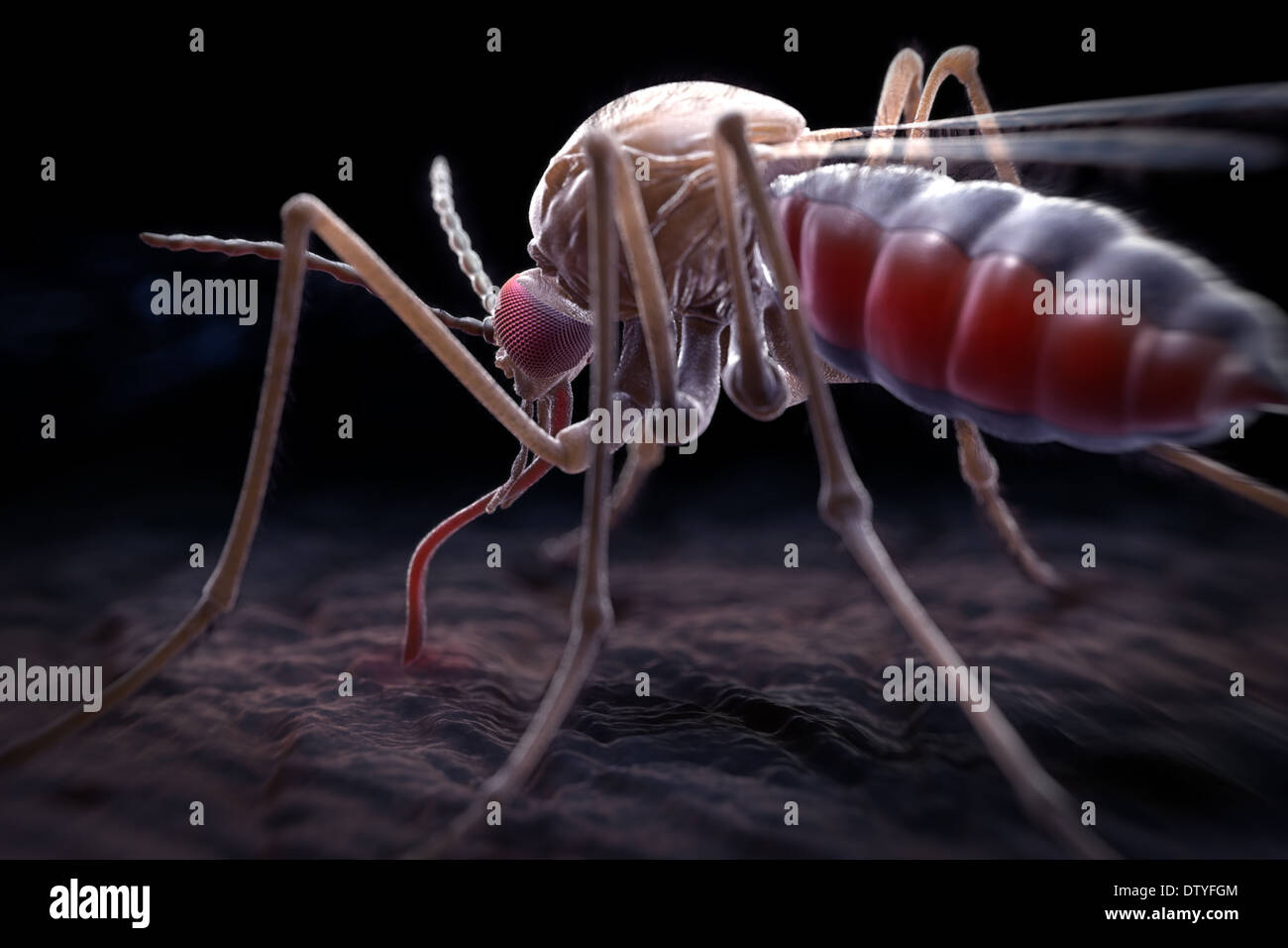 Scale mosquito hi-res stock photography and images - Alamy