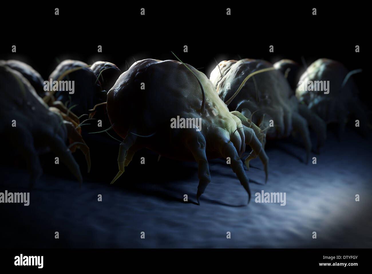 House Dust Mites Stock Photo - Alamy