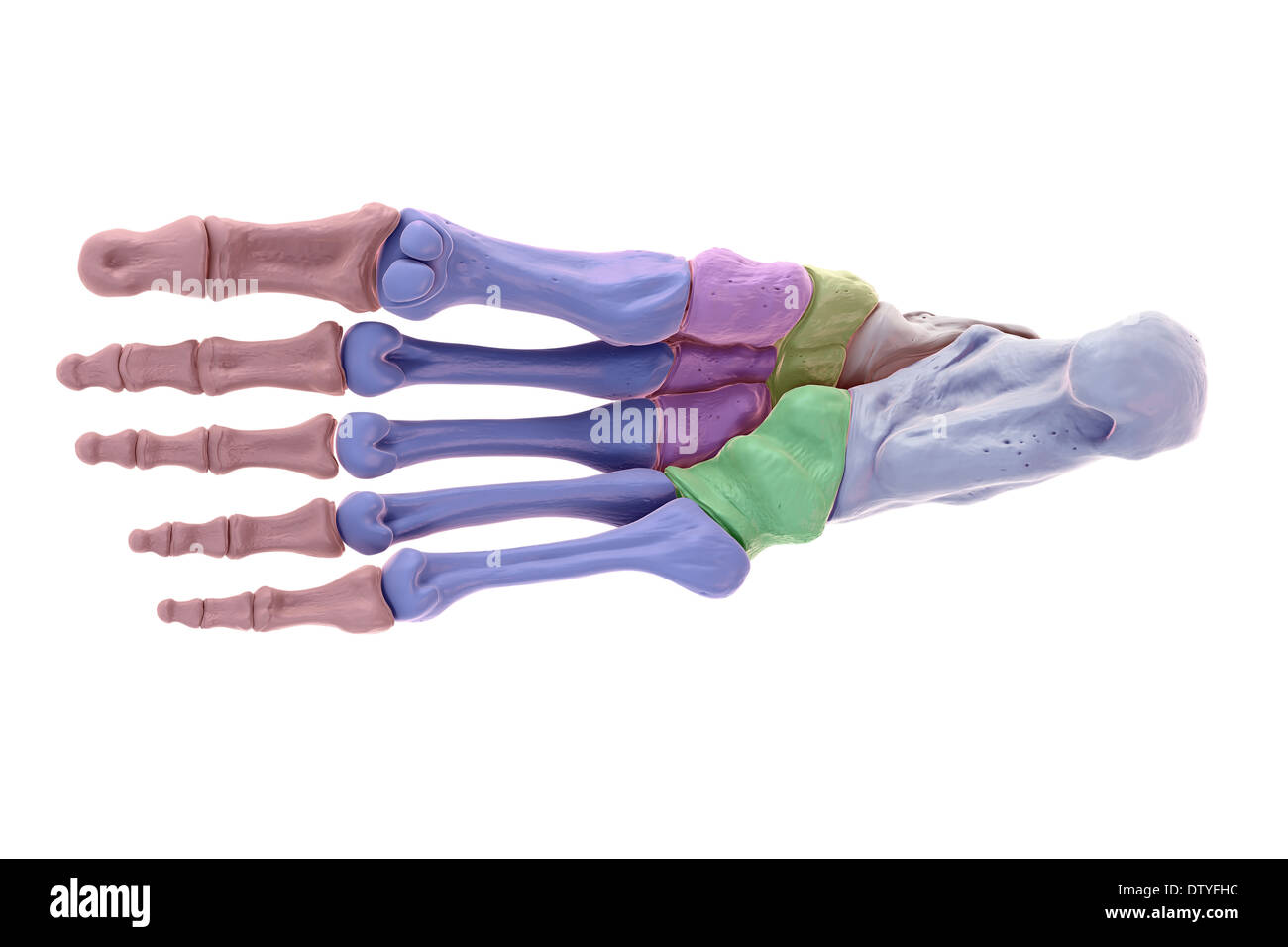 Cuboid bones Cut Out Stock Images & Pictures - Alamy
