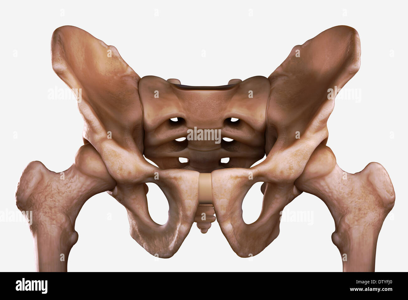 Pelvis horizontal hi-res stock photography and images - Alamy