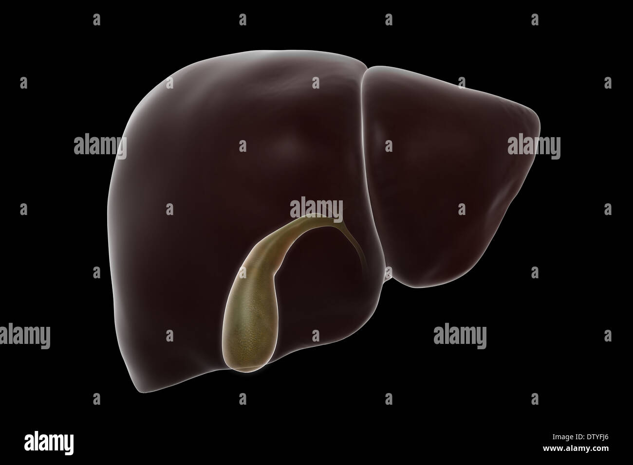 Liver and Gallbladder Stock Photo - Alamy