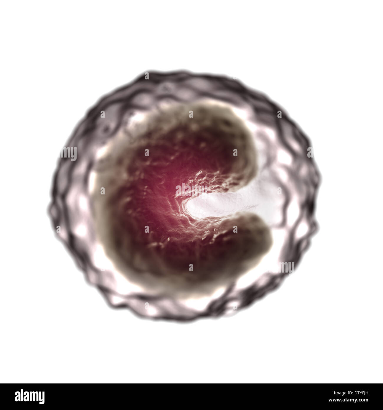 Monocyte hi-res stock photography and images - Alamy