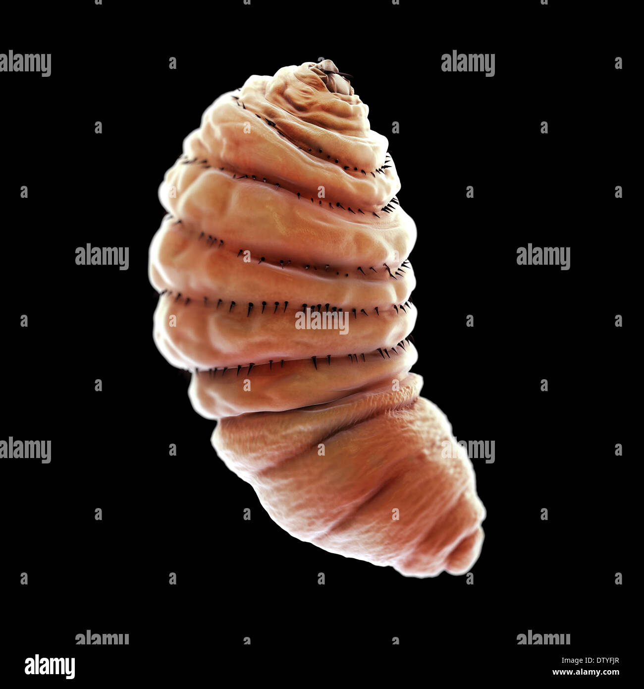 Bot Fly Larva Stock Photo - Alamy